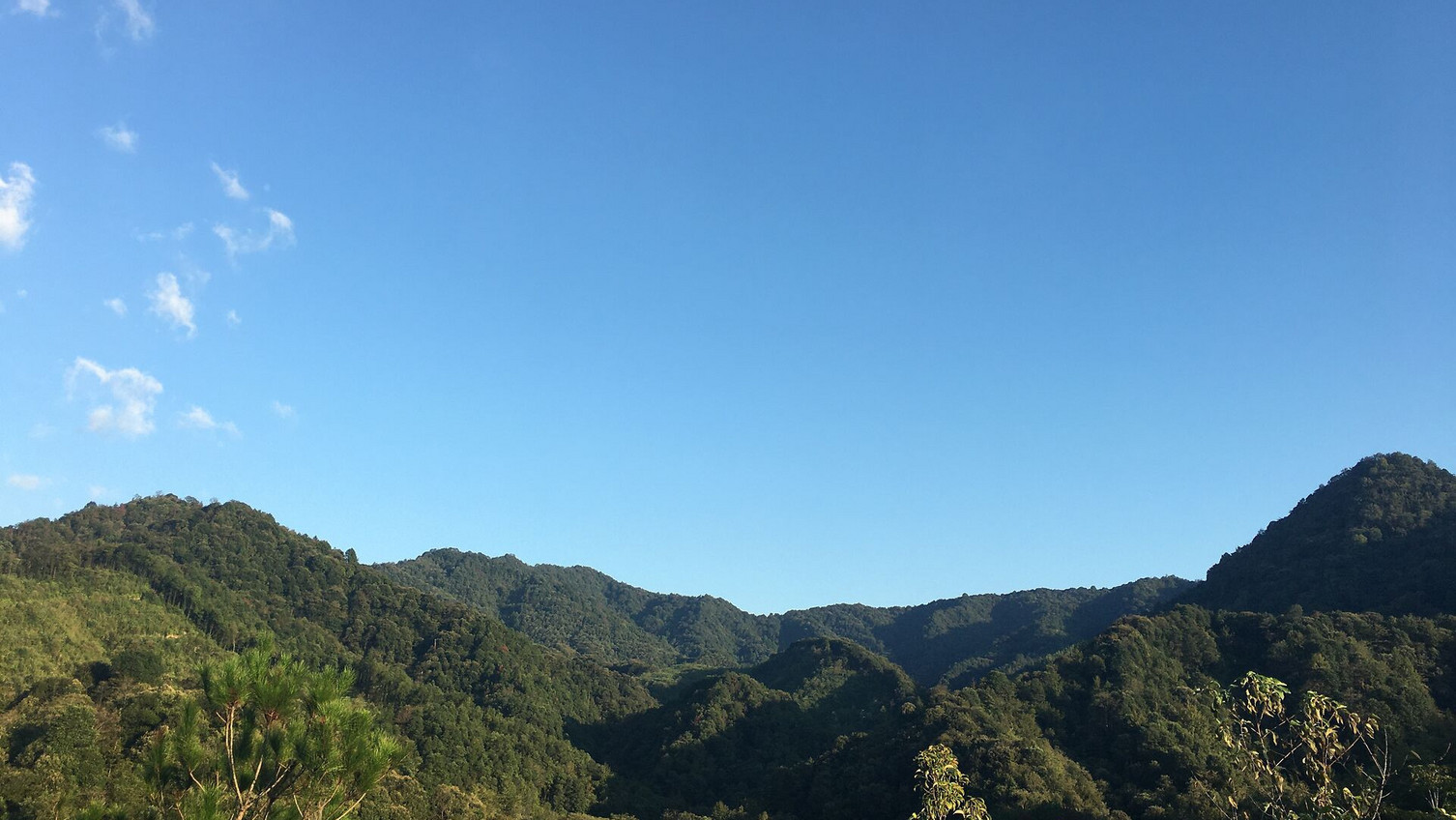 Species-rich Forests Better Buffer Climate Extremes | Leuphana